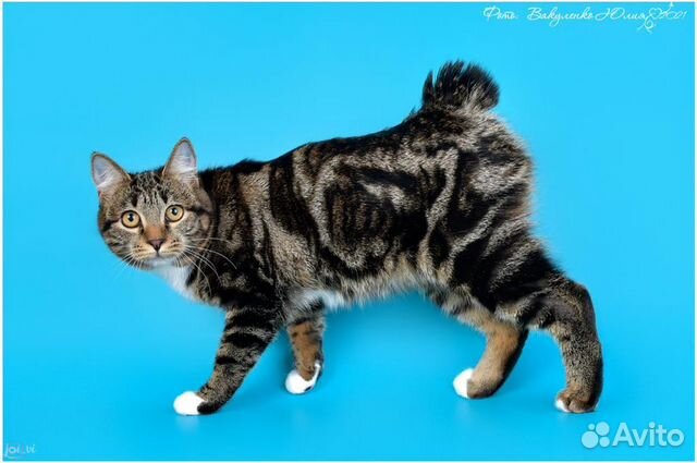 Котята Курильский Бобтейл