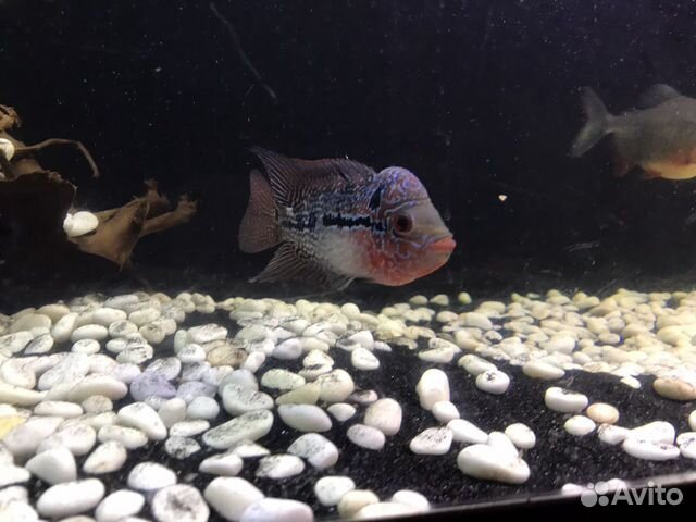 Флауэр Хорн аквариумная рыбка