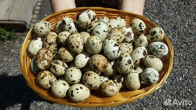 Яйца перепелиные