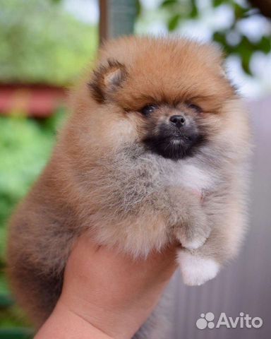 Померанский шпиц