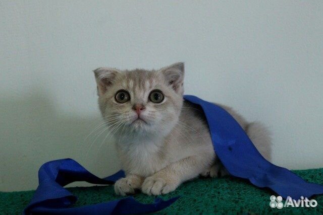 Серебристые британцы