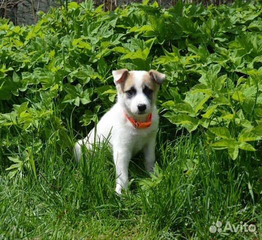 Щенок в дар