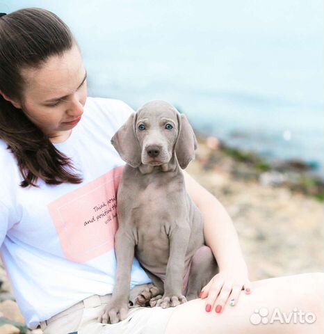 Шикарные щенки веймаранера