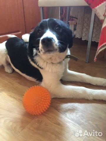 Щенок, 6 мес, в дар, с Доставкой