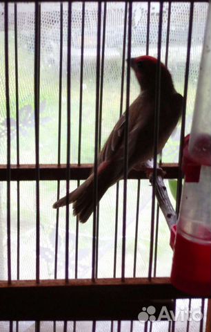 Птица Чечевица