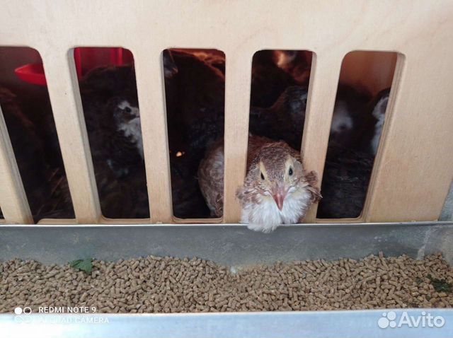 Перепела продажа