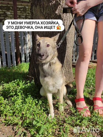 Собака (девочка-подросток)