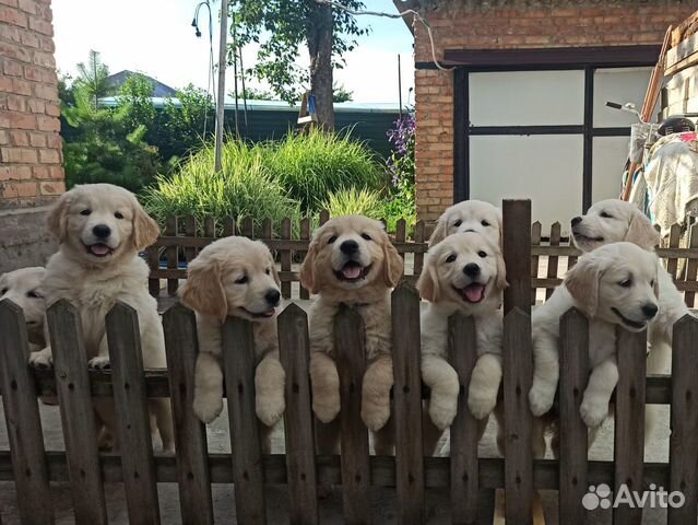 Продаются Щеночки Голден Ретривера