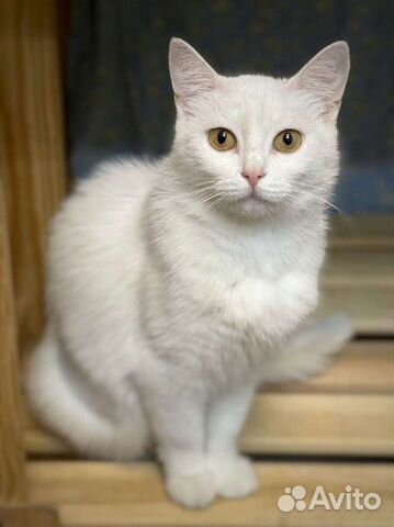 Котрдети из приюта ищут своих родителей