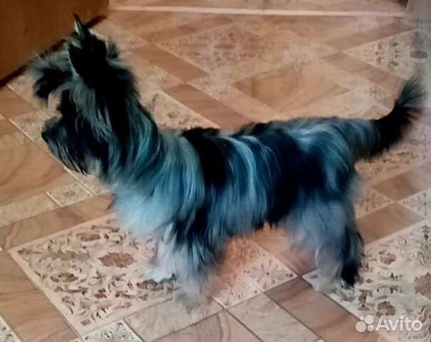 Блю мерле пацанчик