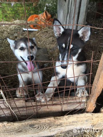 Щенки, Метисы, в дар