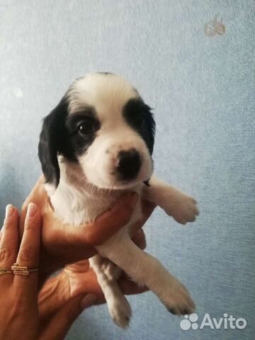 Щенки Спаниель в очень хорошие руки