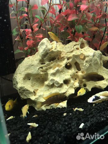 Рыбки-цихлиды