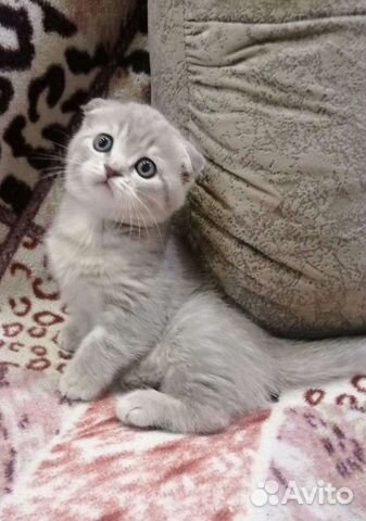 Шотландская вислоухая кошка