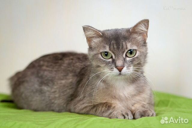 Нежная кошечка Соня