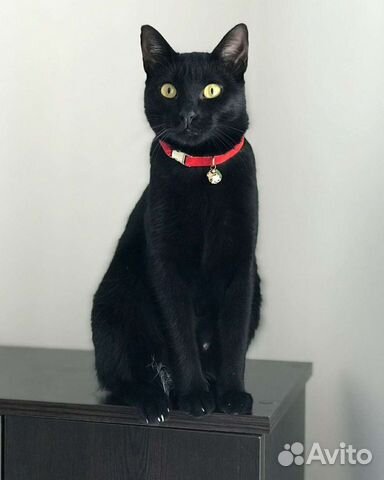 Бомбейский кот