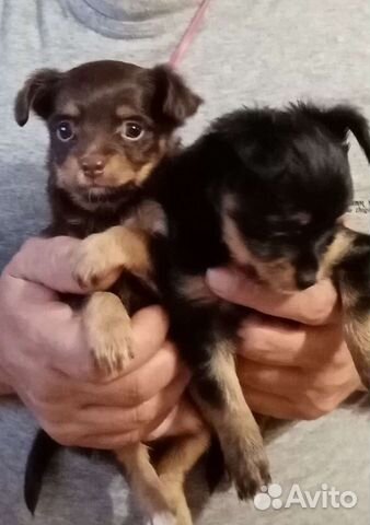 Мини той-терьер щенки продажа