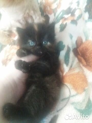 Персидская кошечка