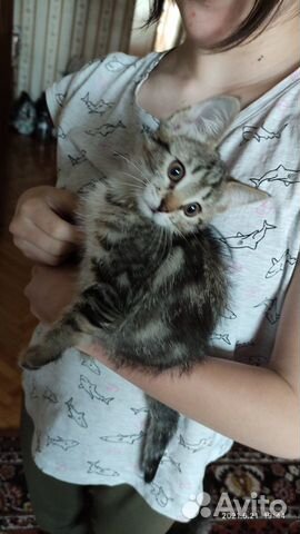 Котятки 2 месяца