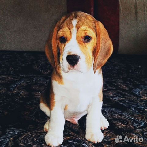 Щенки Бигль