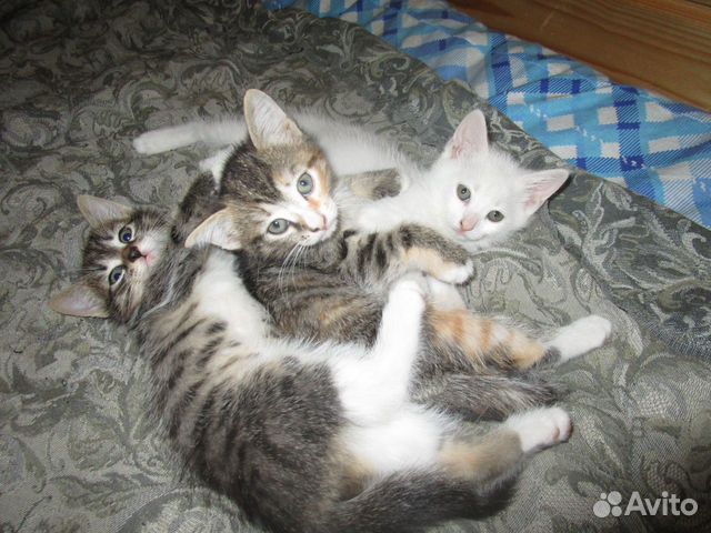 Отдам котенка в добрые руки