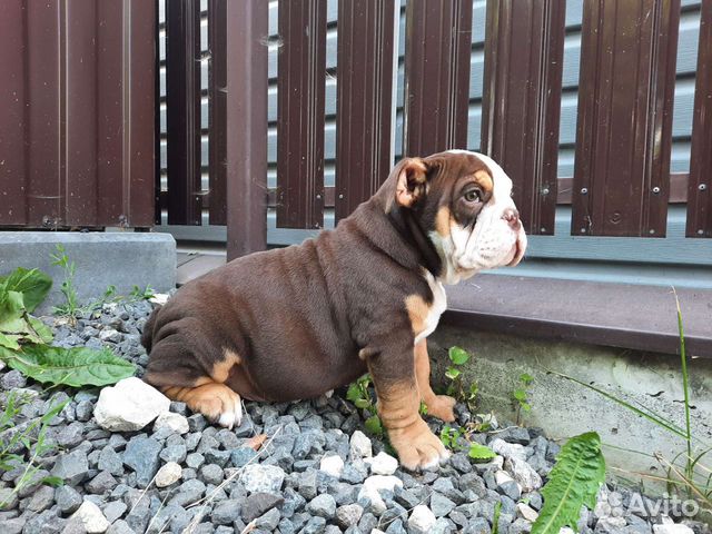 Принц Филипп Шоко-Тан