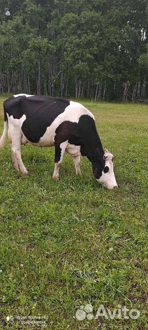 Корова дойная
