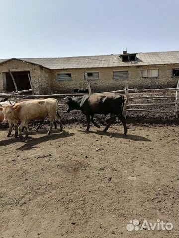 Бычки годовалые