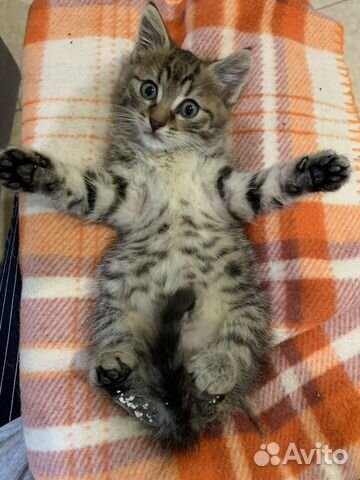 Малыш Лео 2 месяца в добрые руки