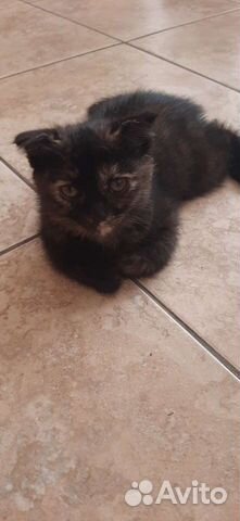 Шотландская вислоухая кошечка 2 месяца