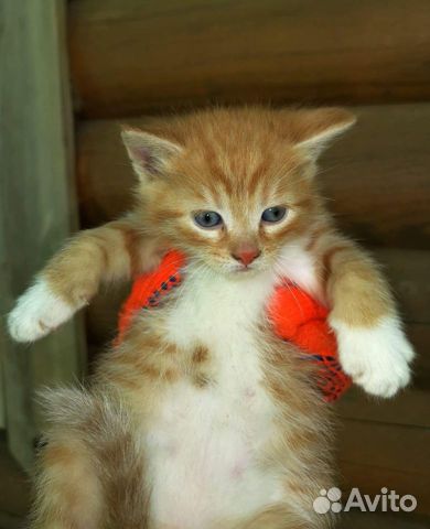 Котята в добрые руки бесплатно
