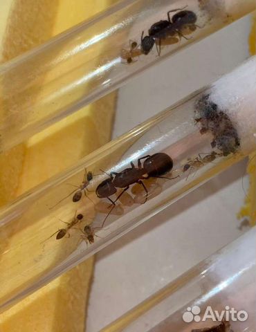 Муравьи Campanotus fellah