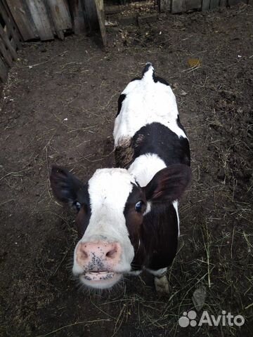 Продам телят