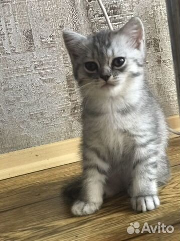 Скоттиш страйт