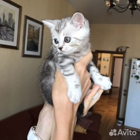 Британский котенок 1,5 месяца