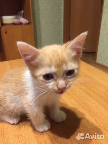 Манчкин