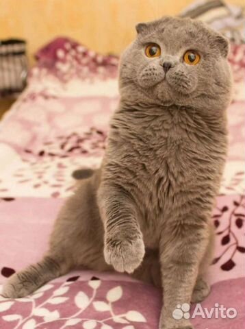 Британские котята