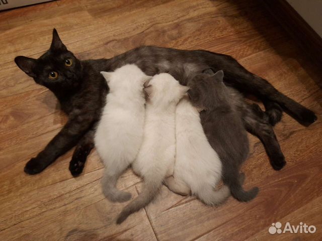 Британские котята