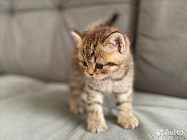 Шотлалндский котенок (цвет рыже-перьевой)