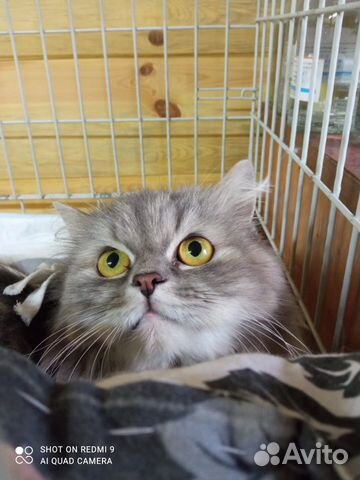 Клепа в добрые руки