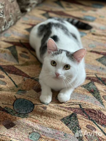 Котенок кот в добрые руки кастрирован