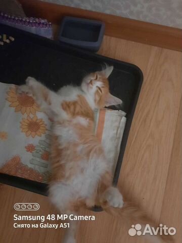 Кошки в добрые руки бесплатно