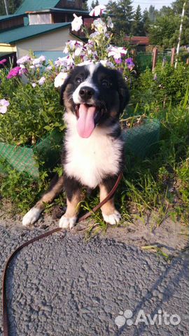 Щенок в добрые руки