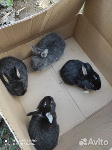 Декоративные кролики