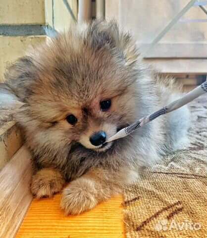 Шпицуля красотуля