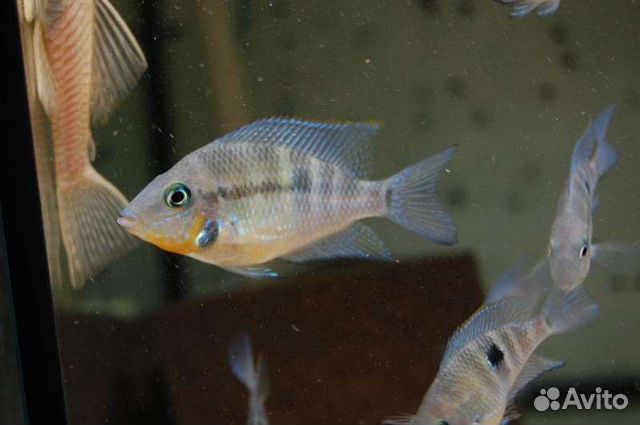 Рабы в аквариум