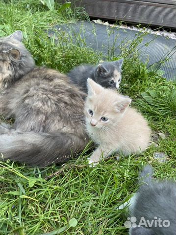 Котята