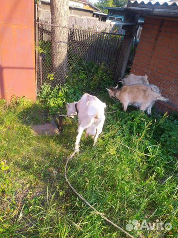 Зааненские козы