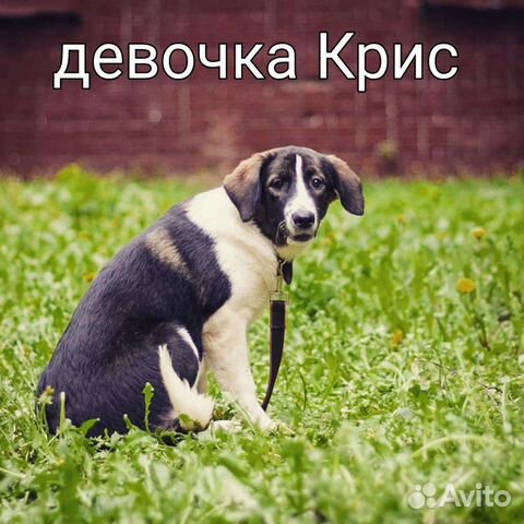 Щенки в добрые руки