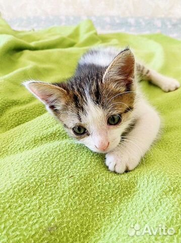 Малыш Васька очень ищет дом